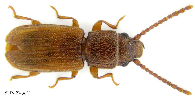 cryptoleptes pusillus