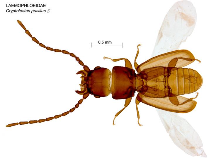 cryptoleptes pusillus