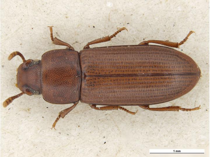 rust red flour beetle
